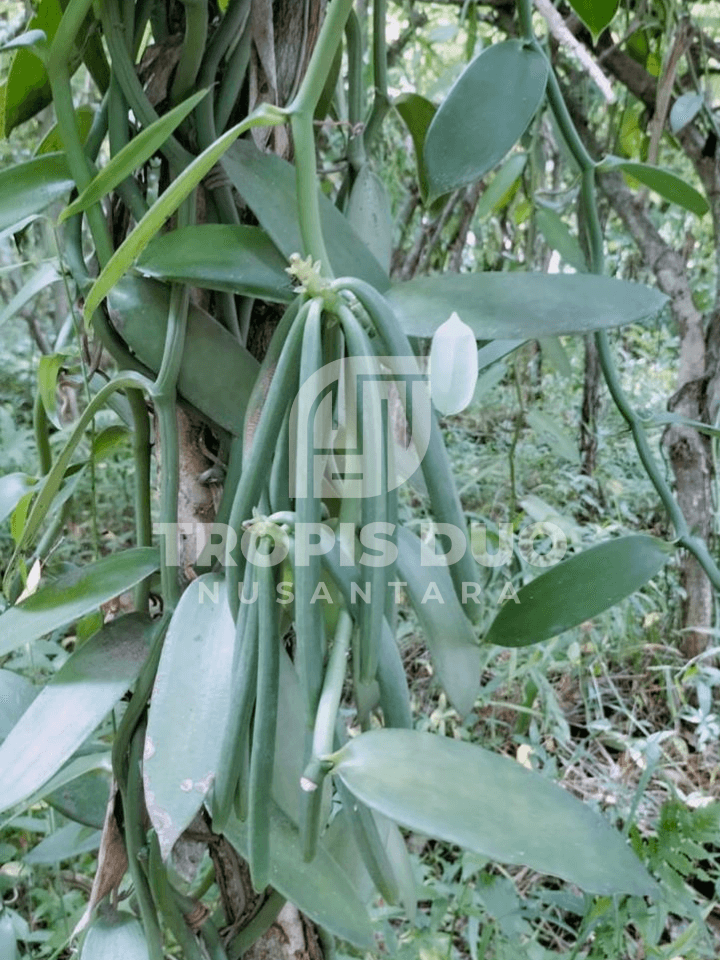 Tropis2Nusantara | Premium Avocado & Vanilla Export